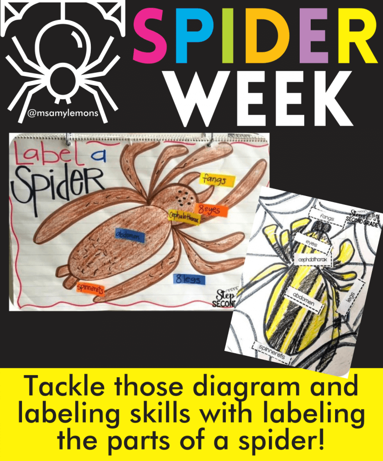 Spider Activities for the Classroom - Amy Lemons