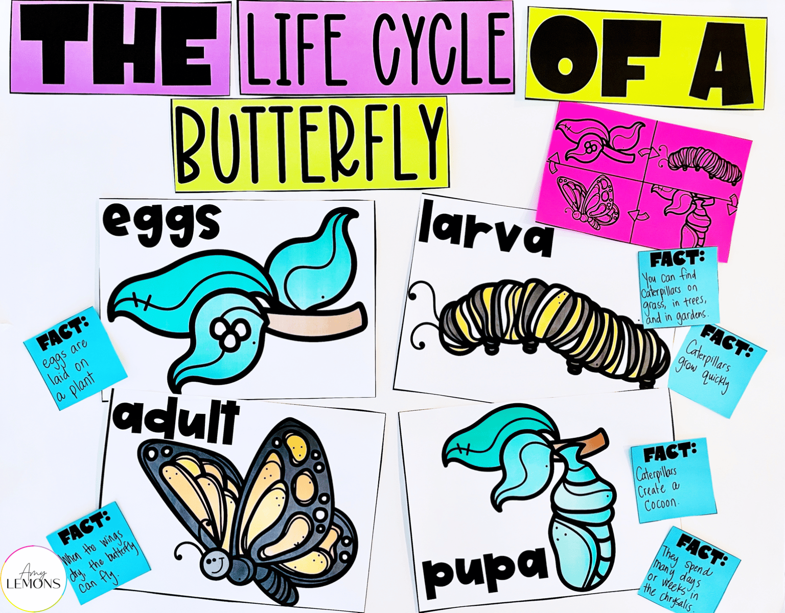 Activities for Teaching About Life Cycles - Amy Lemons